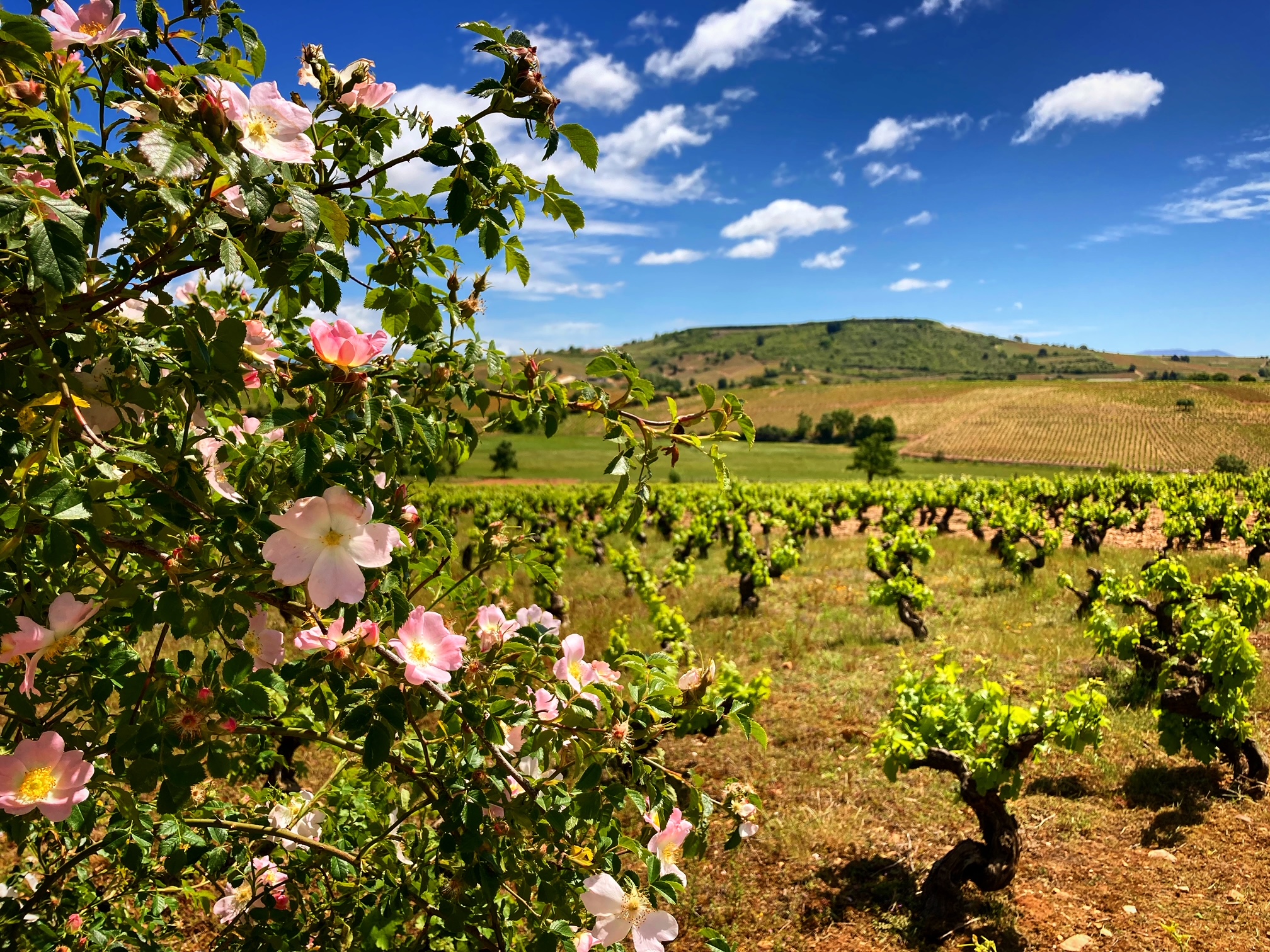 La Primavera de 2021 Reflexiones sobre la Primavera de 2021.