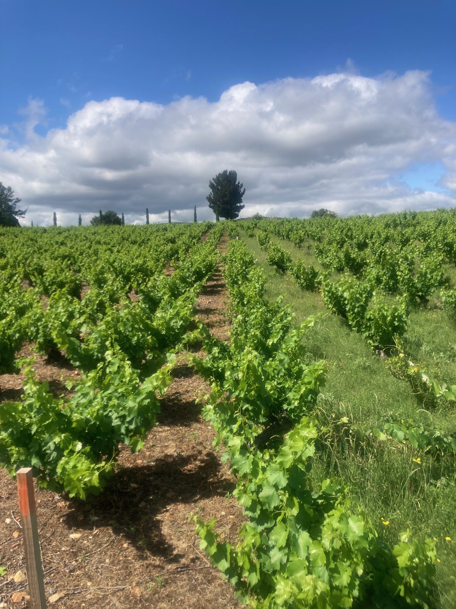 Regenerative agriculture is a holistic approach to farming